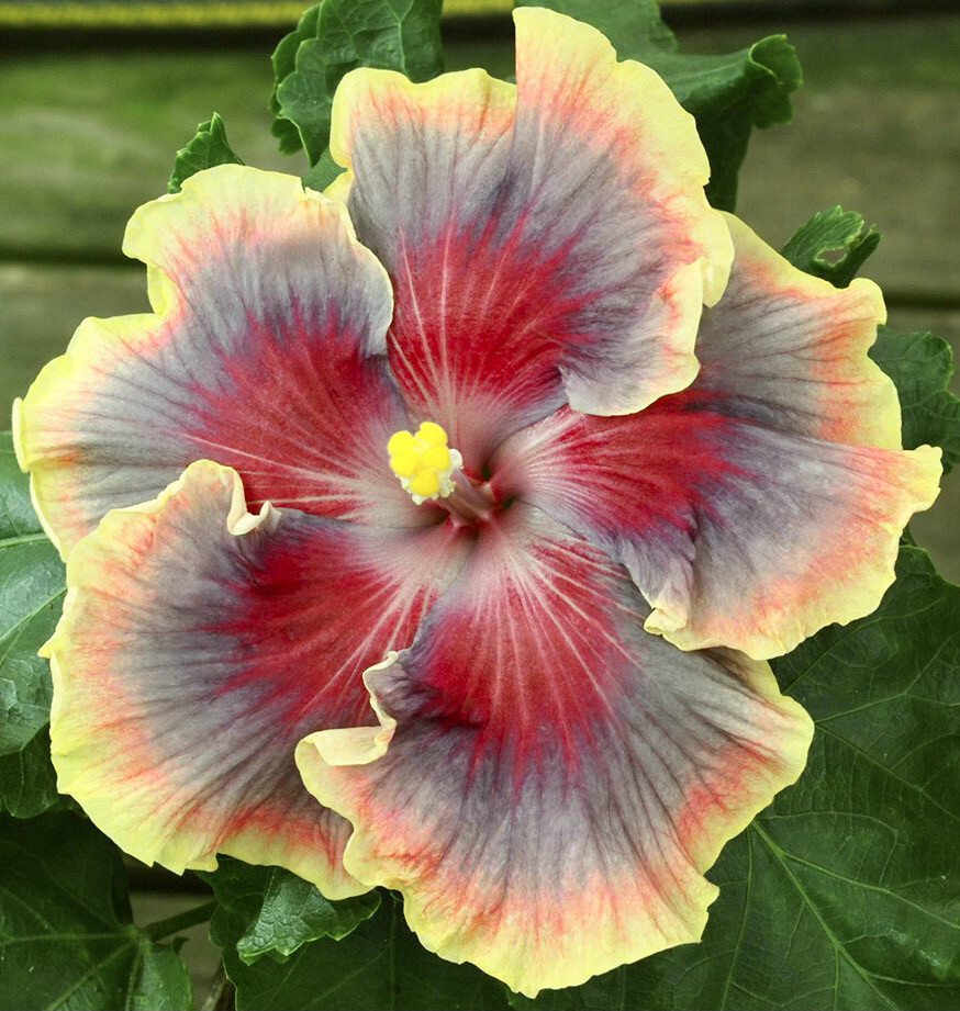 TAIWAN DANCING QUEEN Tropical Hibiscus -- Plant in 4.5" pot | eBay