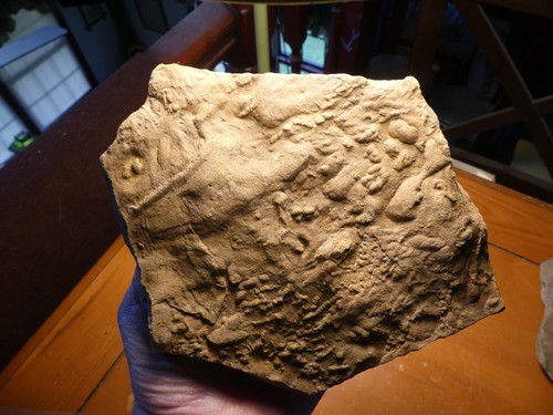 Ichnofossil Worm Tracks Specimen 240440 | eBay