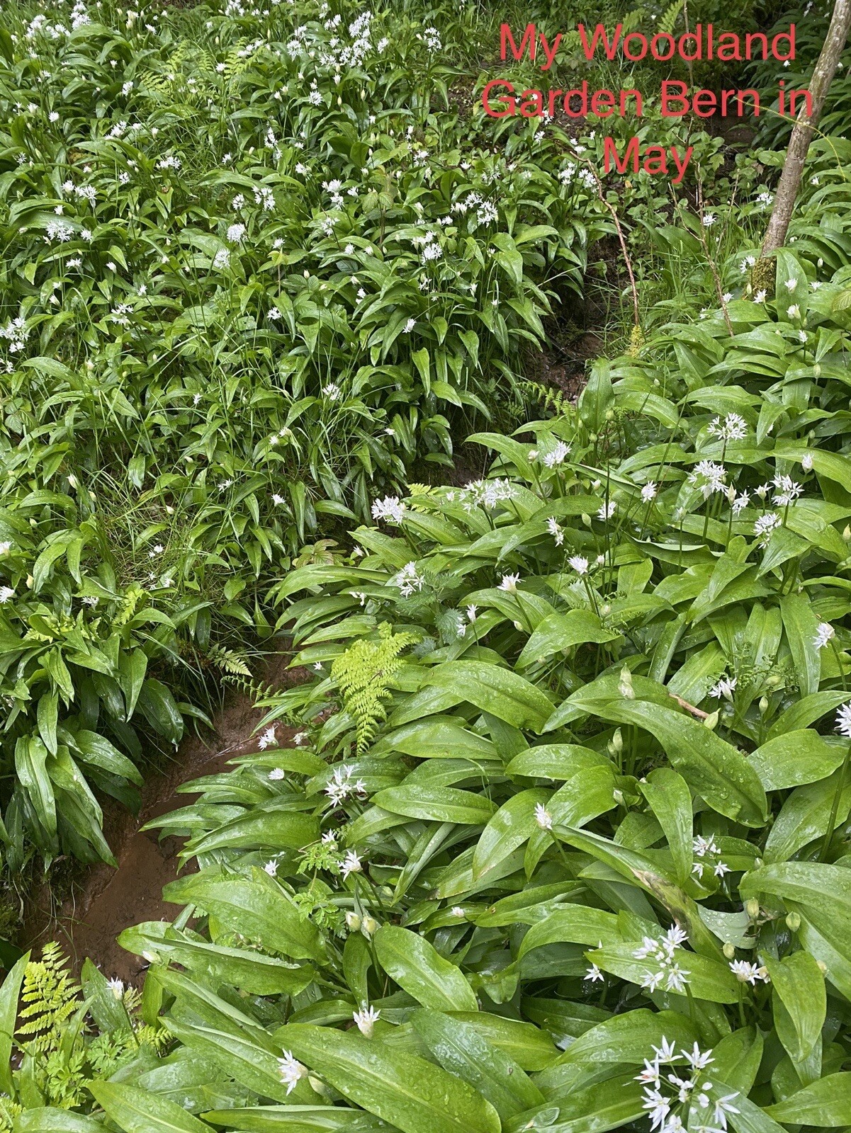 35+ WILD GARLIC Bulbs SPROUTING & Freshly Lifted!👩‍🌾 Excellent Quality ...