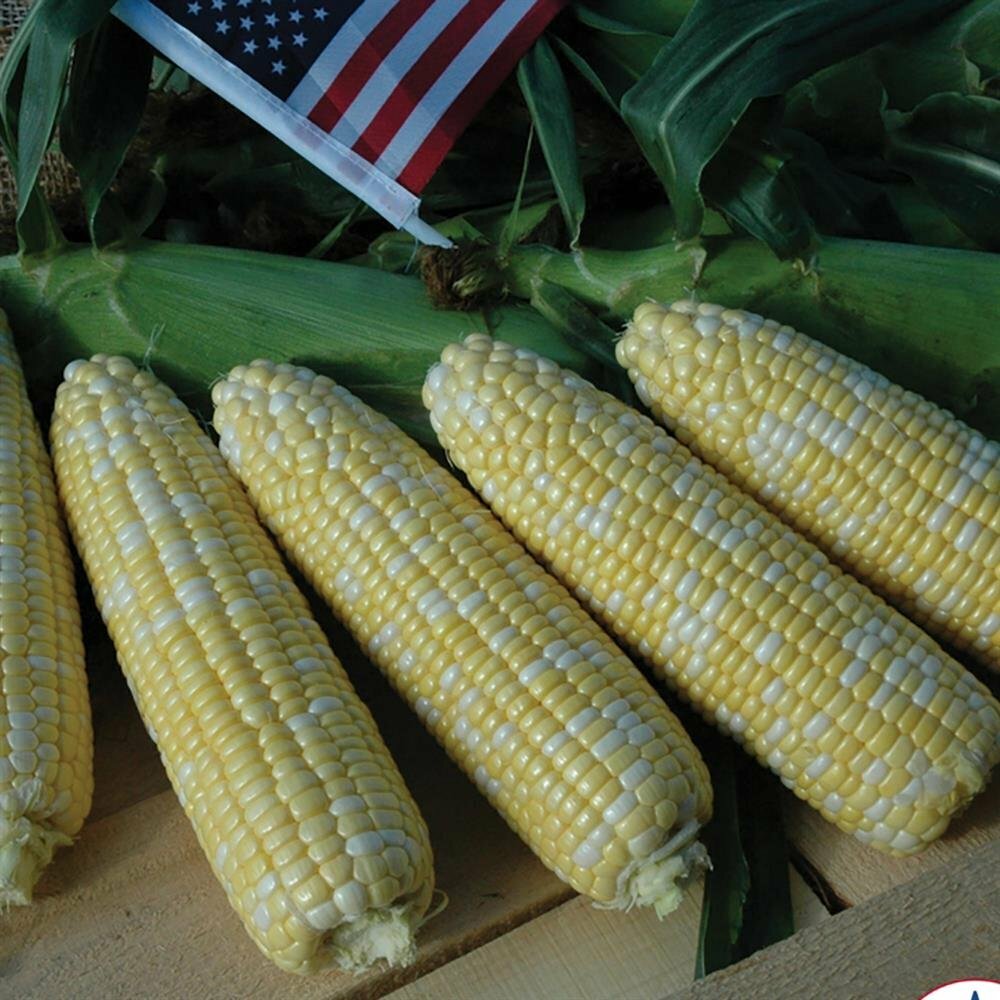 SWEET CORN Bicolor 15+ Seeds spring summer vegetable garden LARGE COB ...