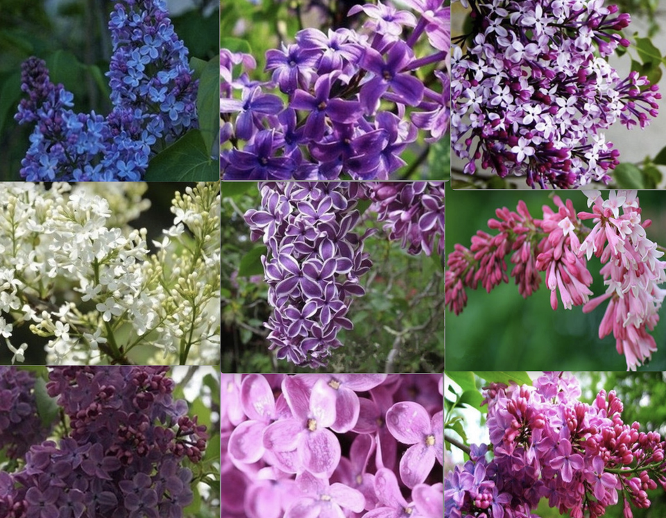 20 EXOTIC LILAC SEEDS for garden rare bloom flower plant bush USA ...