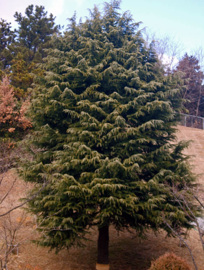 Deodar Cedar - Live tree seedling - Great bonsai plant - blue-green ...