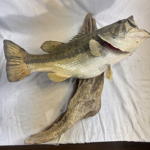 Vintage Taxidermy Largemouth Bass Fish Mounted Trophy 21 inches | eBay