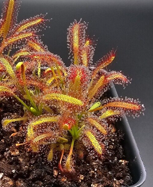 Drosera Capensis "Narrow Leaf" -- Multi-Options -- Carnivorous Plants ...