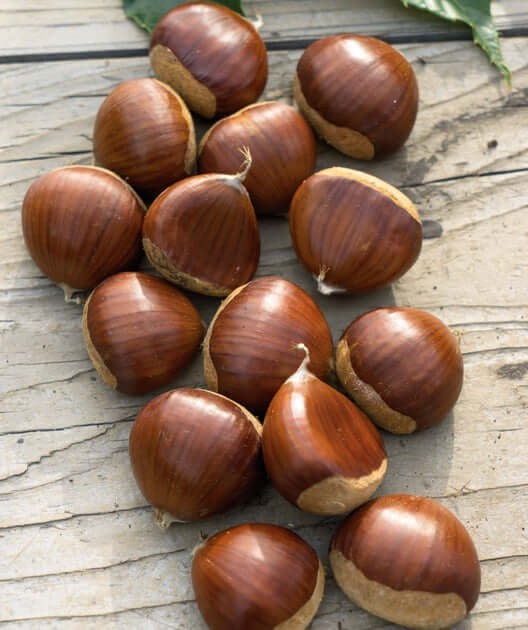 Fresh Chestnut(big size )500g---3kg | eBay UK