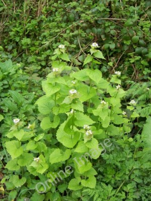 Photo 6x4 Jack by the hedge (Alliaria petiolata), Withiel Florey Jack ...