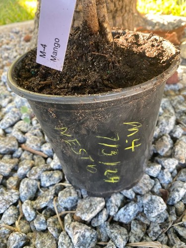 M4 GRAFTED MANGO TREE ~ 16 MO'S OLD (KEITT X GARY) (BEST COCONUT ...