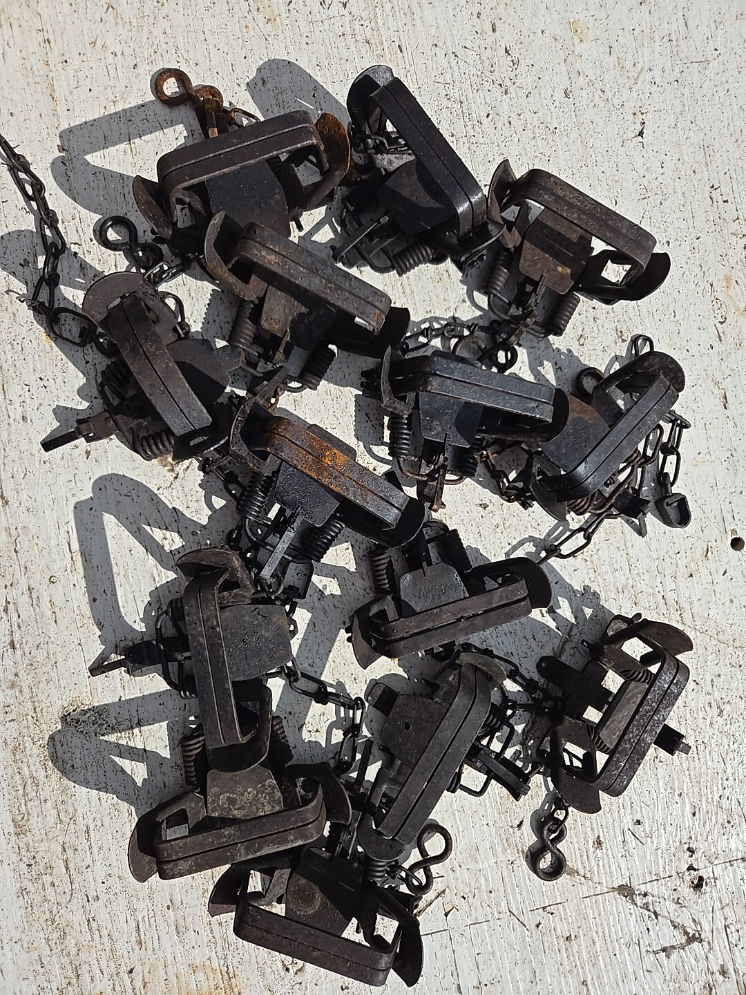 Lot (14) used Vintage Victor No. 2 Professional Coil Spring Traps ...