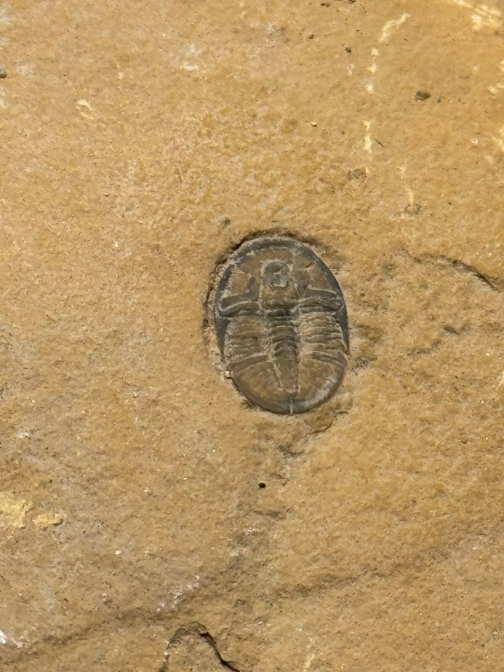 CEDARIA MINOR TRILOBITE FOSSIL ON MATRIX | eBay