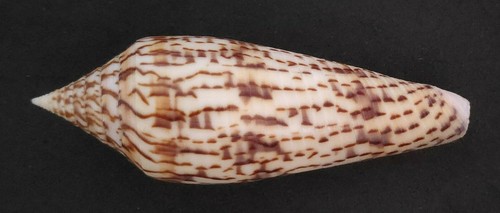 Seashell : Conus ranonganus 63.4mm Rare Gem (From Myanmar) | eBay