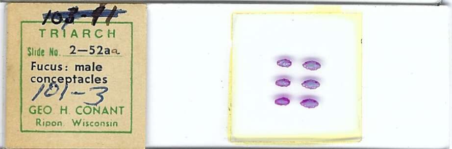 Fucus Male Conceptacles Microscope Slide by Geo. H. Conant | eBay