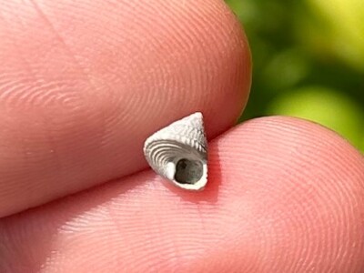 England Fossil Gastropod Jujubinus exasperatus Pleistocene Age ...