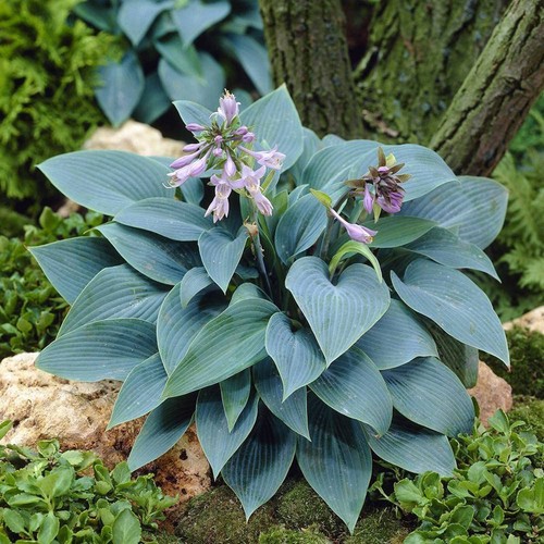 Hosta Halcyon Plantain Lily Herbaceous Perennial Plant | 9cm Pot | eBay