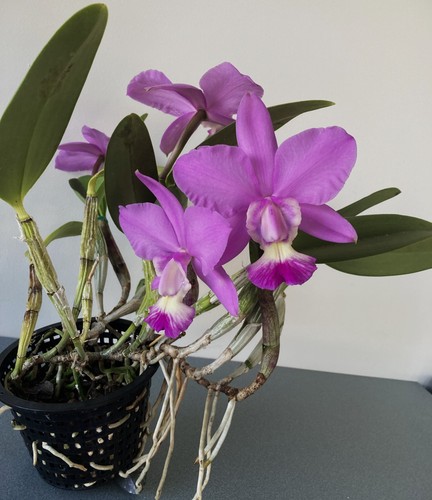 Orchid. walkeriana 'Alysha' HCC/AOC. In flower now SPECIES | eBay Australia