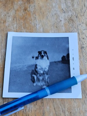 VINTAGE LASSIE COLLIE DOG MGM TV STAR PHOTO RUDD WEATHERWAX OWNED | eBay