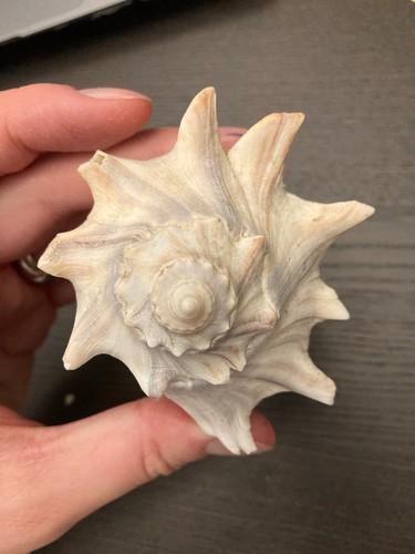 Conch Seashell Whelk Sea Shell Nautical Ocean Decor Origin South ...