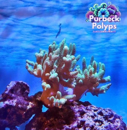 Yellow-green polyp Finger Leather Coral Frag - Not Lps/SPS - Soft Coral ...
