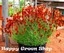 Toadflax Spanish Dancer - 10 000 Seeds - Linaria reticulata cordoba ...