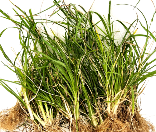 Dried Paragis Plant Eleusine indica GooseGrass Ayurvedic Poaceae Herbal ...