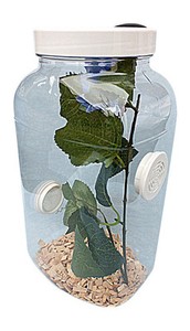 Praying Mantis,Stick Insect,Vivarium.Cage,Enclosure NEW STYLE UNIQUE ...