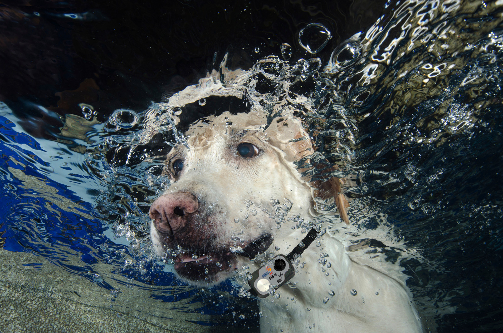 High Tech Pet Micro Sonic 5 Digital Collar for sale online | eBay