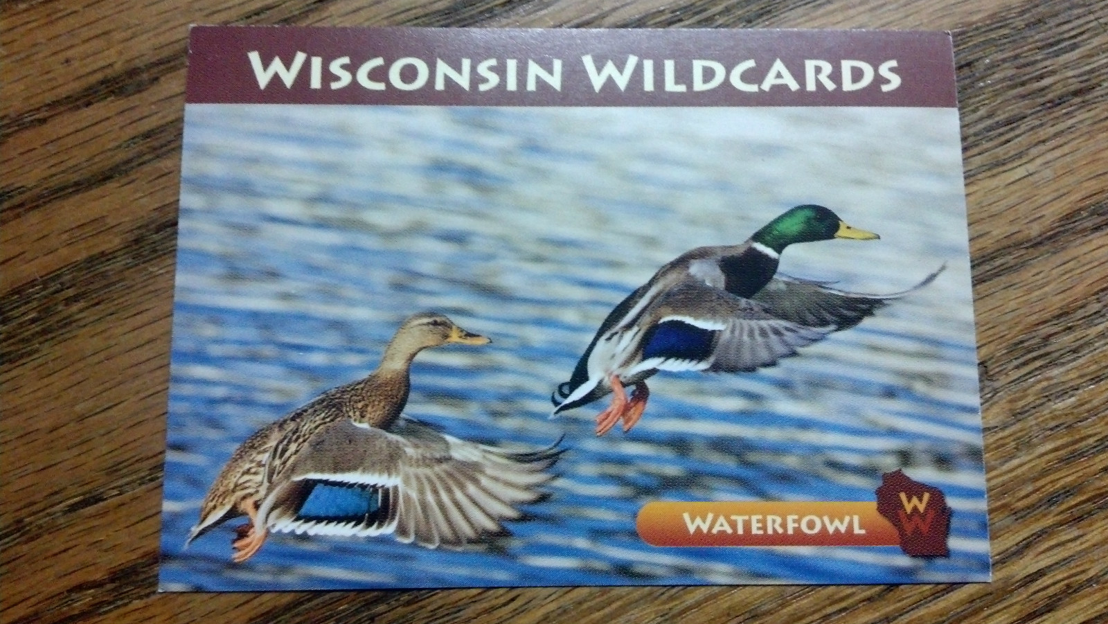 WISCONSIN WILDCARDS, MALLARD, WATERFOWL, 3-1/2" X 2-1/2" | eBay