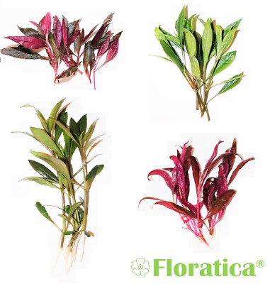 Floratica Selection Bundle Live Aquarium Plants Aquascape Shrimp Safe ...