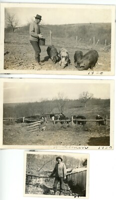 1920 Photos WI Wisconsin Wildman Family Farm Man Cattle Feeding Pigs ...