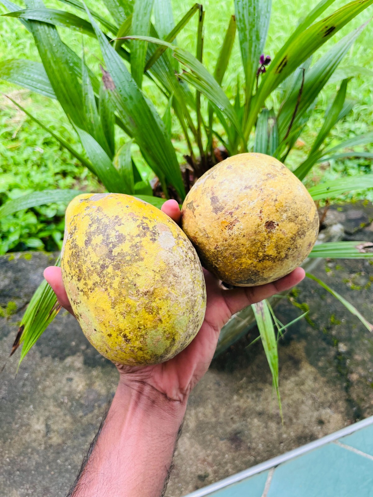 300+ Dried BAEL FRUIT LEAVES Beli Mal Leaf Tea, Bilva, Bel Patri- Aegle ...