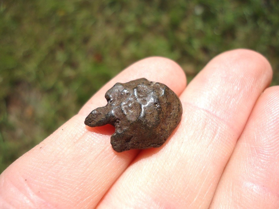 RARE GROUND SLOTH OSSICLE OSTEODERM BONE FLORIDA FOSSILS ICE AGE ...