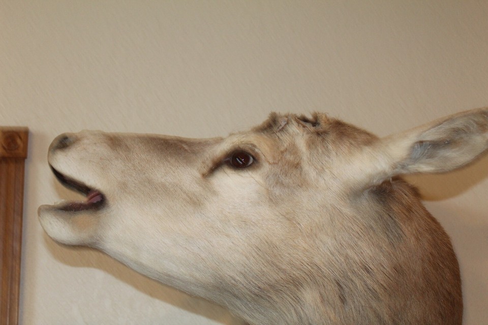 Red Stag Deer Head Shoulder Mount Taxidermy Cape Antler Hunt Whitetail ...