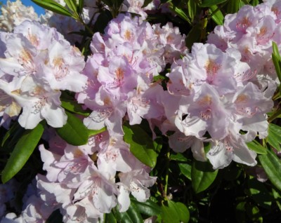 Rhododendron 'Cunningham's Blush' In 5L Pot, Stunning Light Pink ...