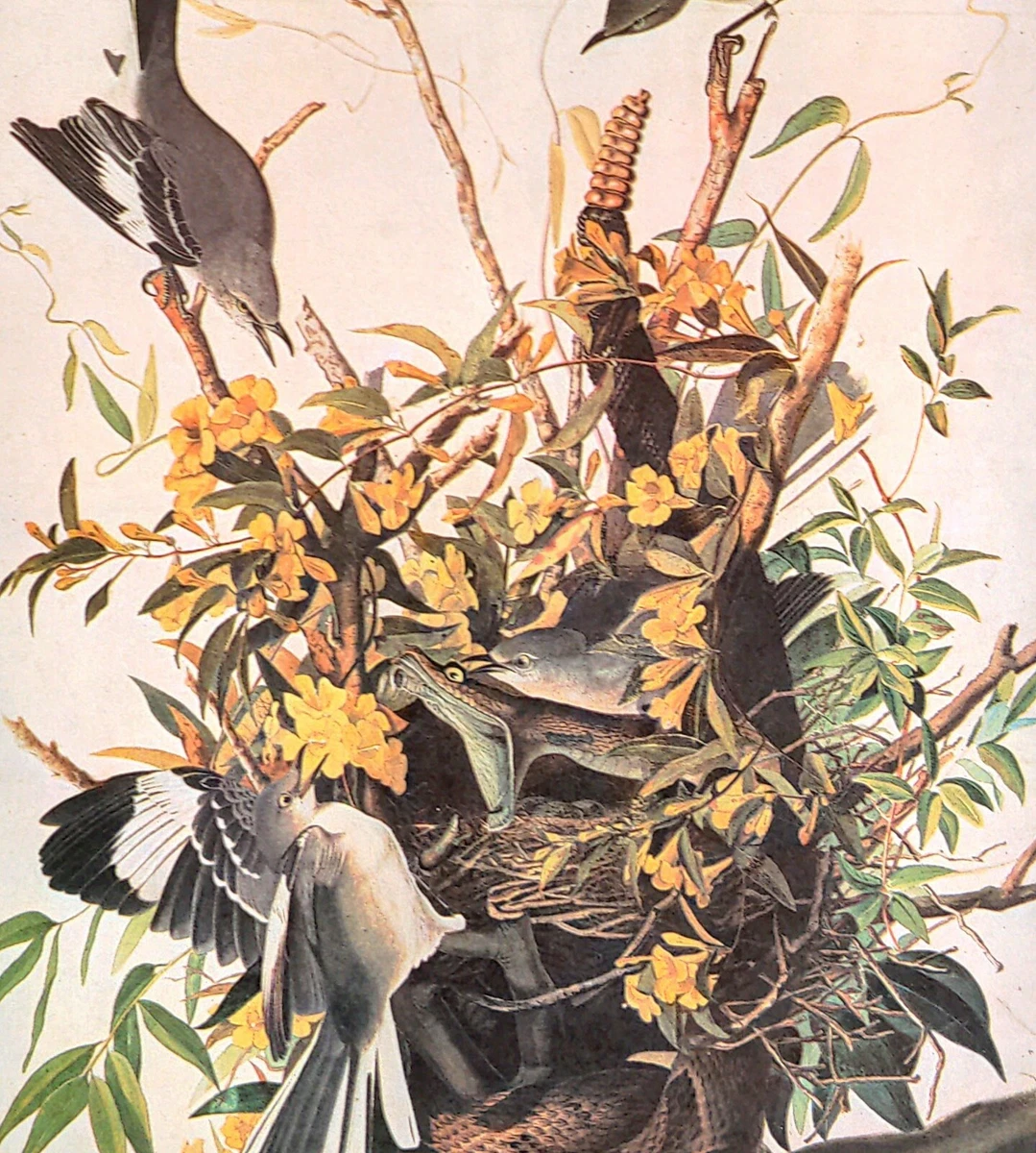 Vintage Mockingbird Illustration