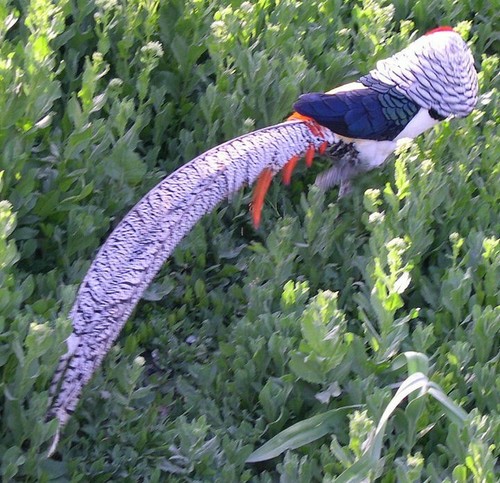 4 Lady Amherst Silver Amethyst Golden Pheasant Fertile Hatching Eggs ...