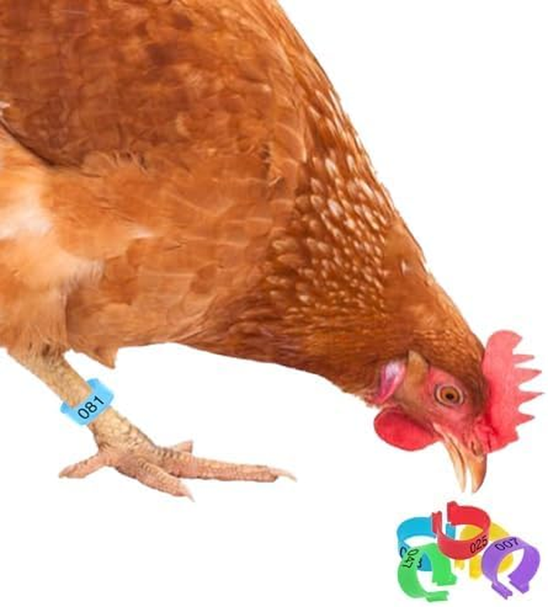100 Pack Chicken Leg Bands Numbered Chicken Tags for Poultry Chickens ...