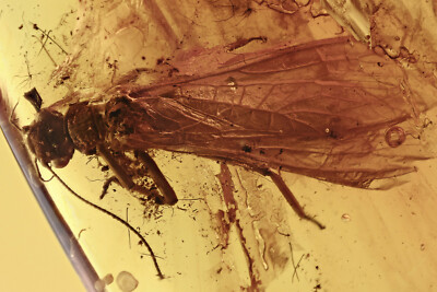 Large PLECOPTERA Stonefly Fossil Inclusion Genuine BALTIC AMBER + HQ ...