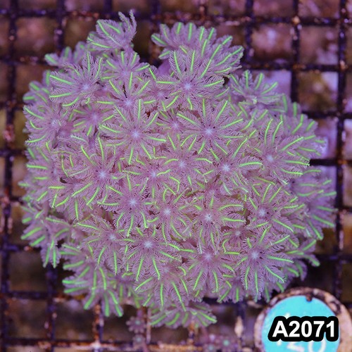 Item#A2071LW2071(M) WYSIWYG Indo Cultured Ultra Clove Polyp Colony | eBay
