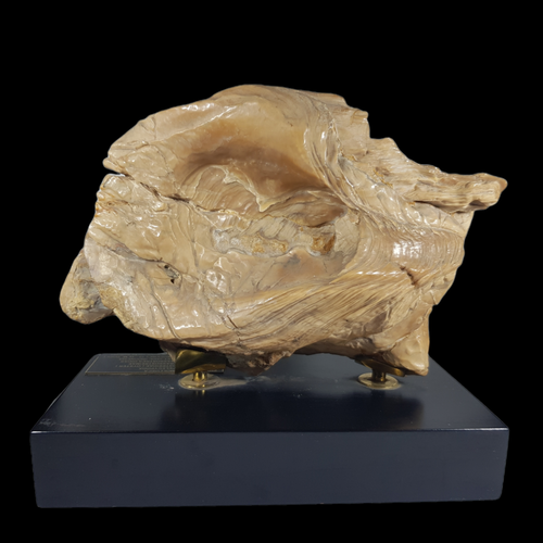 2540g Fossil Giant Mussel Oyster Rare Sea Shell | eBay