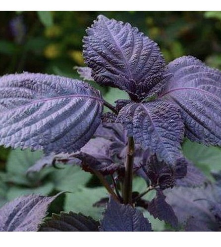 Purple Shiso Seeds 300+ Perilla Herb Asian Mint Cuisine Annual USA FREE ...