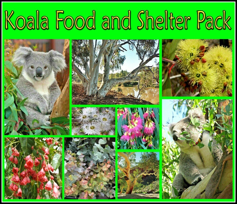 Koala Food Native Koala Food & Wildlife Shelter Tree Seed Pack 13