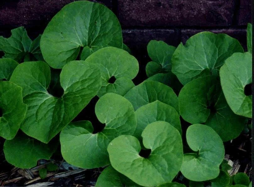 Asarum Canadense Root