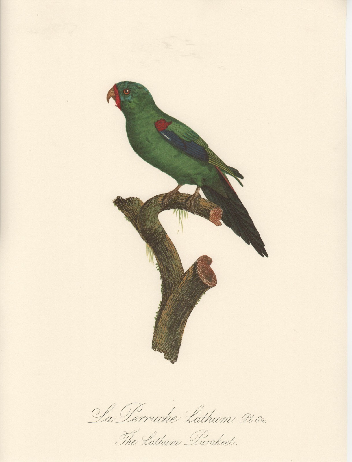 BARABAND PARROT PRINT / #527 / LATHAM PARAKEET / PLATE 36/ 10" X 12" | eBay