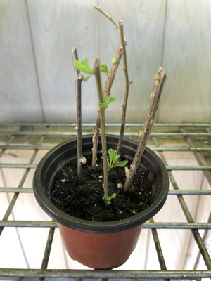 Goji Berry Cuttings With Pot Live Goji Berry Plant With Roots Ready To ...