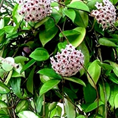Green Hoya Carnosa Live Plant~Wax Flowers~Porcelain Flower 5" in 4 ...