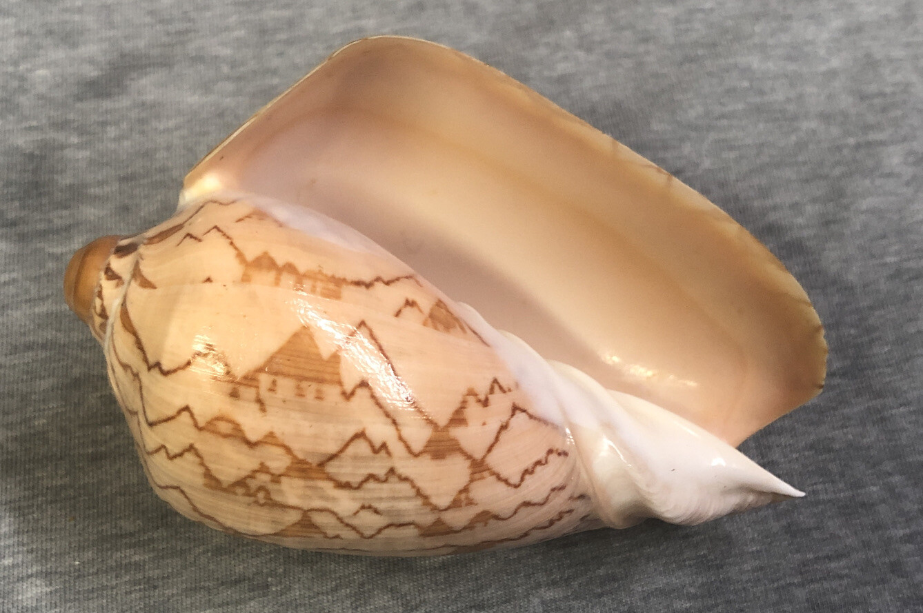 *Cymbiola nobilis (Noble Volute) 115.mm !!! | eBay