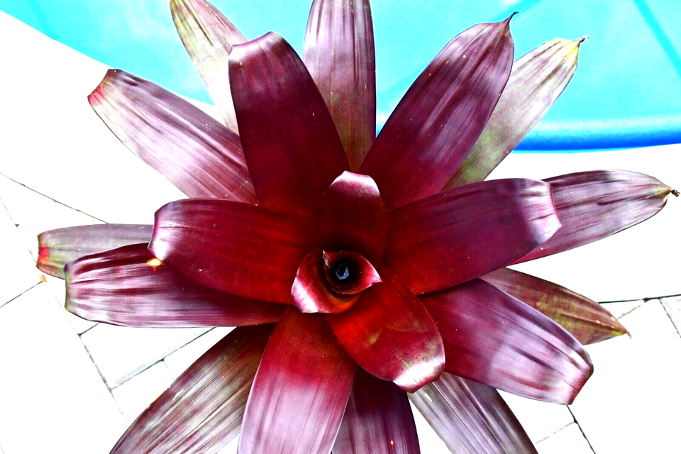 🌟Alcantarea 'Merlot' Smooth Spineless Leaf Bromeliad, Offshoots, Very ...