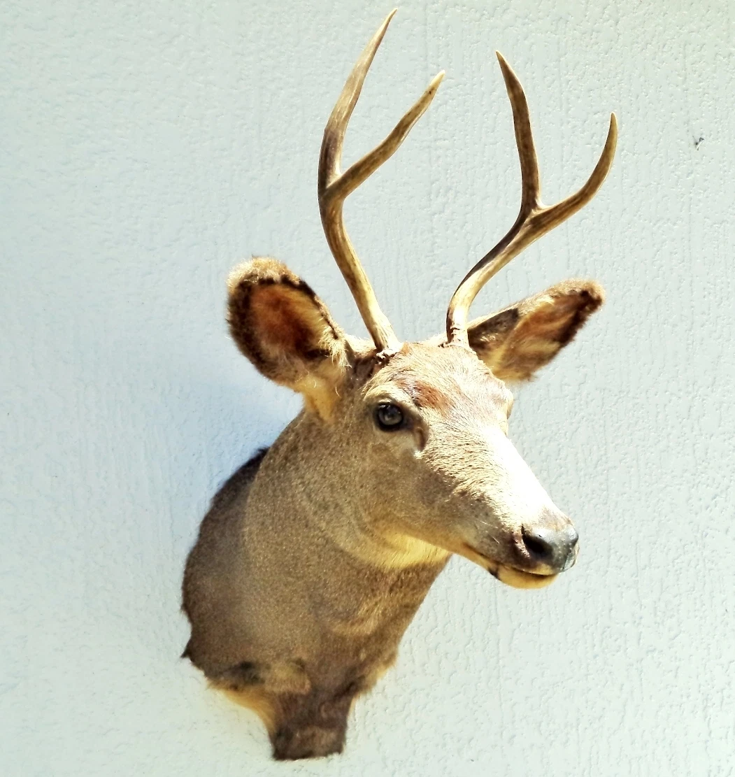Mounted Deer Head Side View