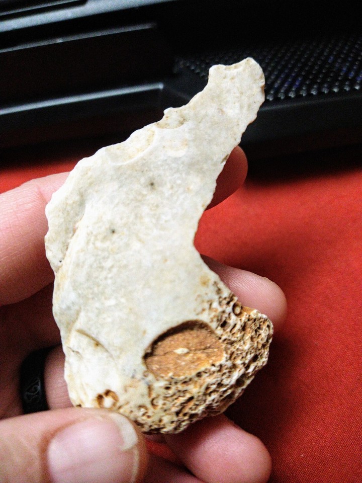 Fossil Rock Indian Artifact Knife Blade Scraper Tool Arrowheads Native ...