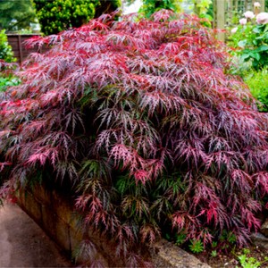 Japanese Purple Maple Garnet Tree, Acer Palmatum Garnet Plant in 2L Pot ...