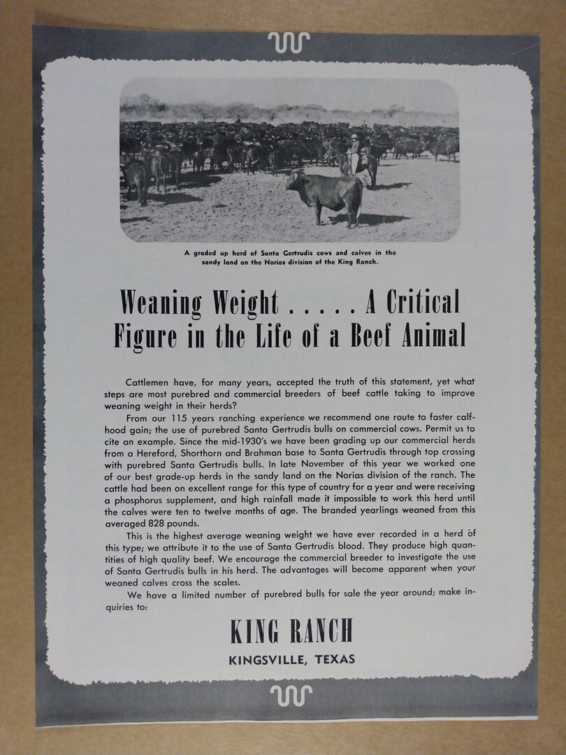 1969 King Ranch Santa Gertrudis Purebred Bulls vintage print Ad | eBay